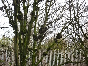 The Naturalists' Notebook | The blog of the Merseyside Naturalists ...