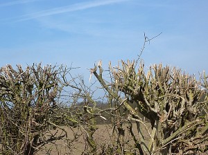 The Naturalists' Notebook | The blog of the Merseyside Naturalists ...
