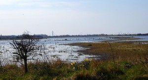 The Naturalists' Notebook | The blog of the Merseyside Naturalists ...