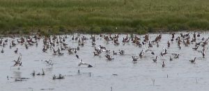 The Naturalists' Notebook | The blog of the Merseyside Naturalists ...