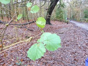 The Naturalists' Notebook | The blog of the Merseyside Naturalists ...