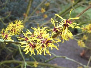 The Naturalists' Notebook | The blog of the Merseyside Naturalists ...