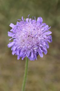 The Naturalists' Notebook | The blog of the Merseyside Naturalists ...