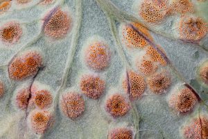 The Naturalists' Notebook | The blog of the Merseyside Naturalists ...