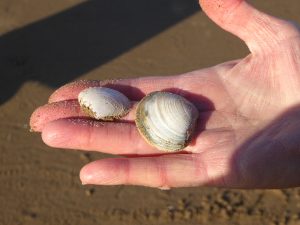 The Naturalists' Notebook | The blog of the Merseyside Naturalists ...