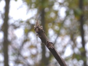 The Naturalists' Notebook | The blog of the Merseyside Naturalists ...