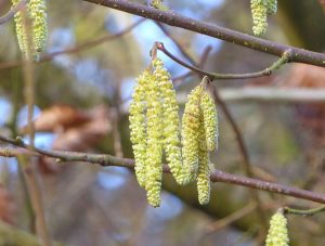 The Naturalists' Notebook | The blog of the Merseyside Naturalists ...