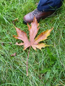 The Naturalists' Notebook | The blog of the Merseyside Naturalists ...