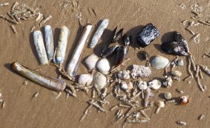 The Naturalists' Notebook | The blog of the Merseyside Naturalists ...