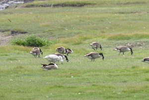 The Naturalists' Notebook | The blog of the Merseyside Naturalists ...