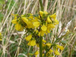 The Naturalists' Notebook | The blog of the Merseyside Naturalists ...