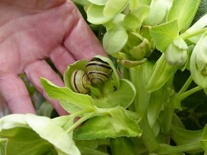 The Naturalists' Notebook | The blog of the Merseyside Naturalists ...
