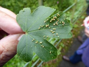 The Naturalists' Notebook | The blog of the Merseyside Naturalists ...