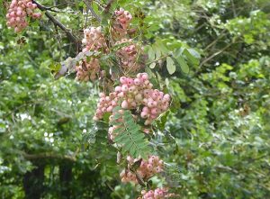 The Naturalists' Notebook | The blog of the Merseyside Naturalists ...